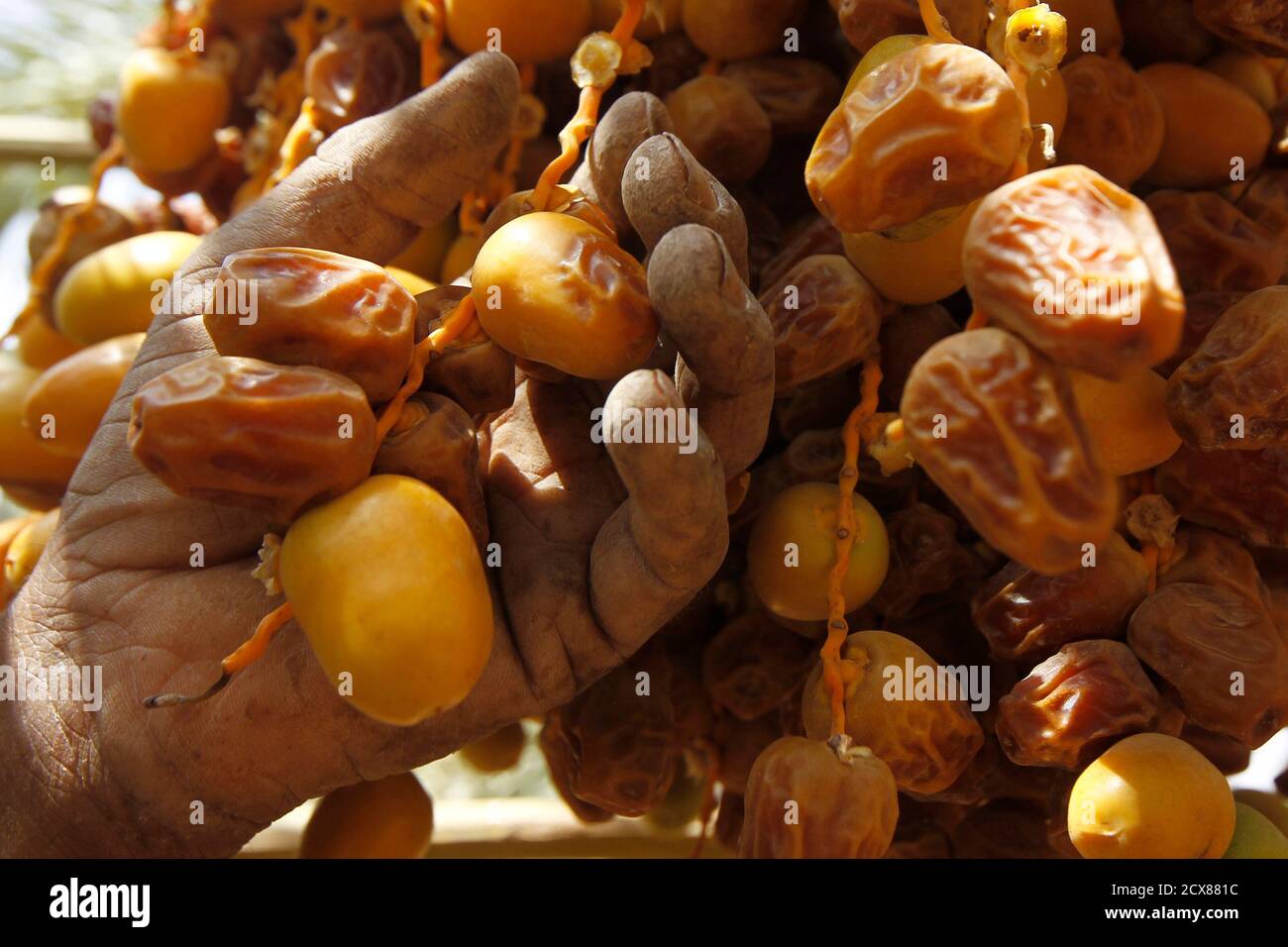 Buraidah date festival hi-res stock photography and images - Alamy