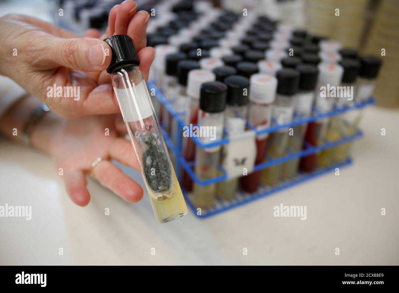 Fungus sample hi-res stock photography and images - Alamy