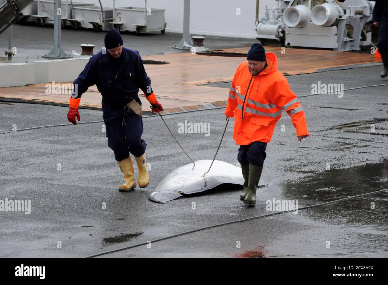Whale meat iceland hi-res stock photography and images - Alamy