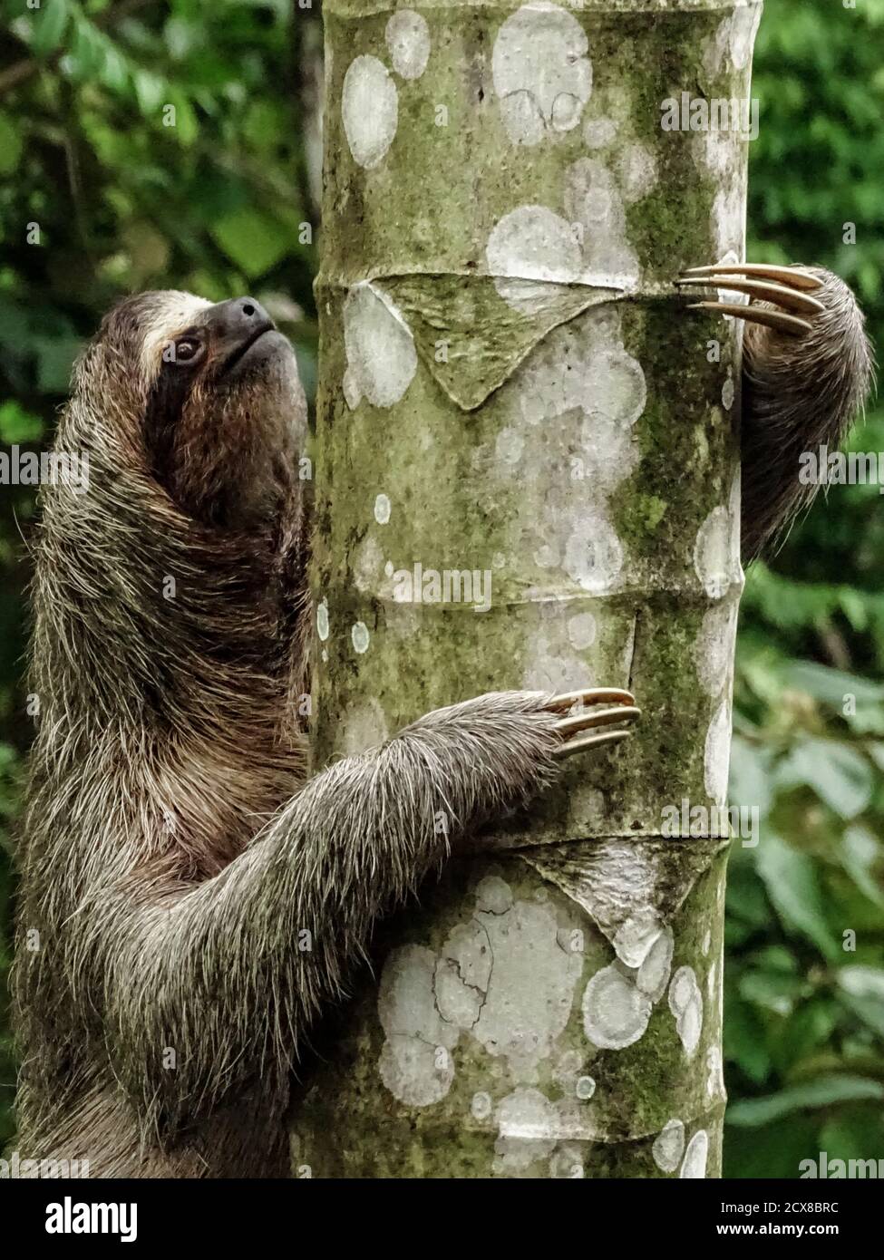 Three-toed sloth climbing up the tree at Panama’s Isla Bastimentos ...