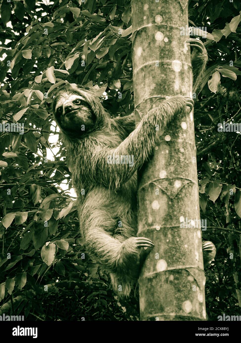 Three-toed sloth climbing up the tree at Panama’s Isla Bastimentos ...