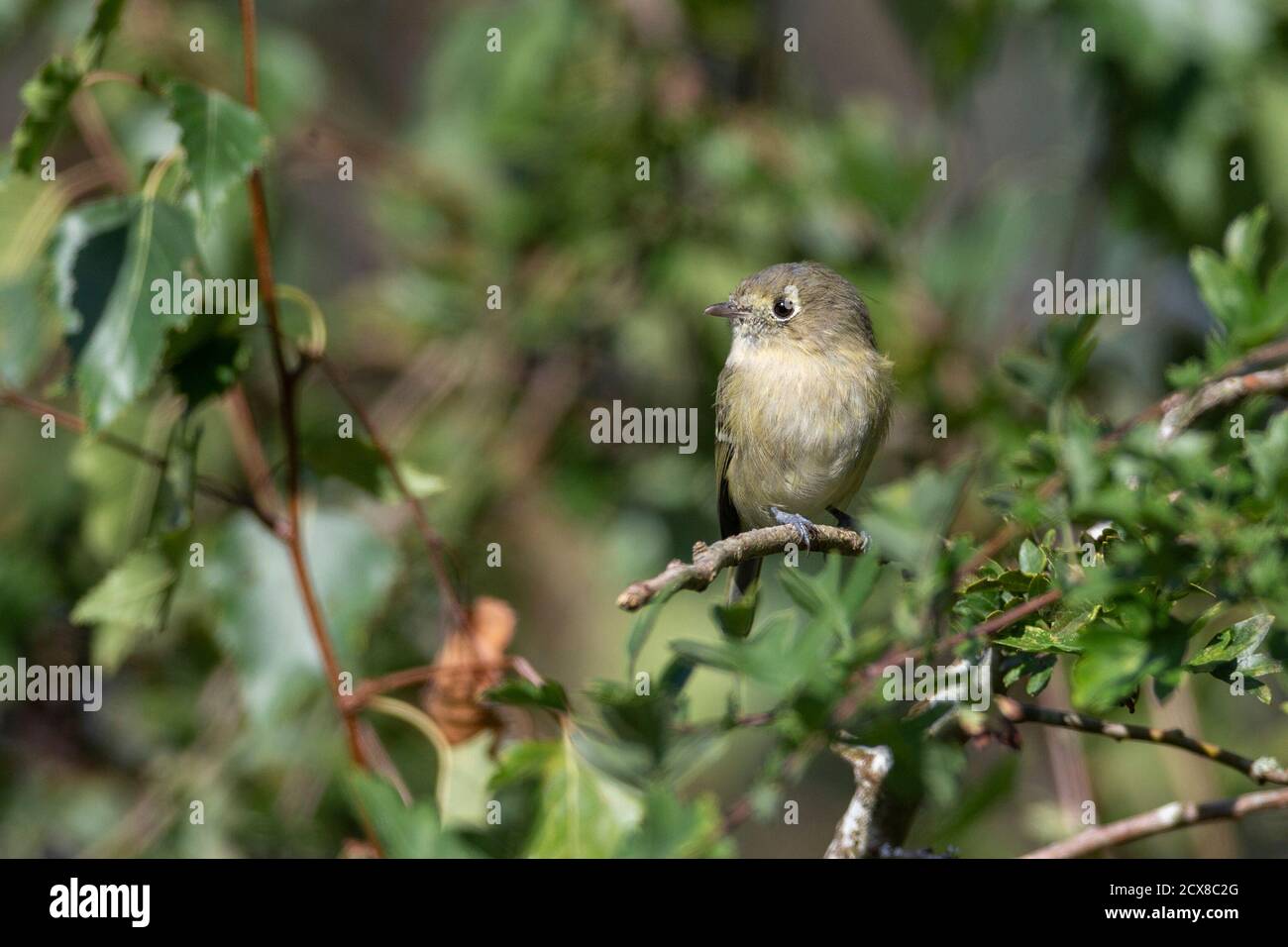 Hutton's Vireo bird at Richmond BC Canada Stock Photo - Alamy