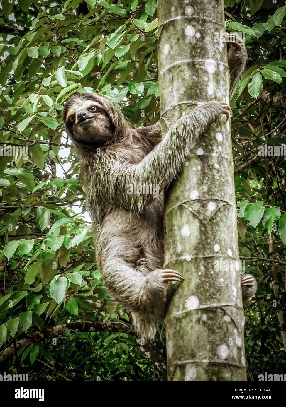 Three-toed sloth climbing up the tree at Panama’s Isla Bastimentos ...