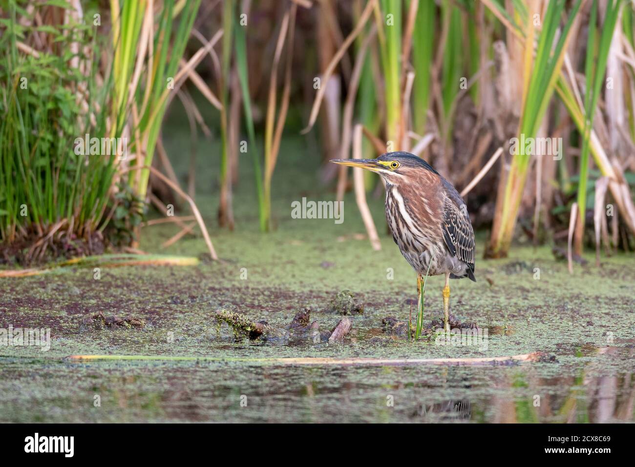 Green heron juvenile bird at Richmond BC Canada Stock Photo - Alamy