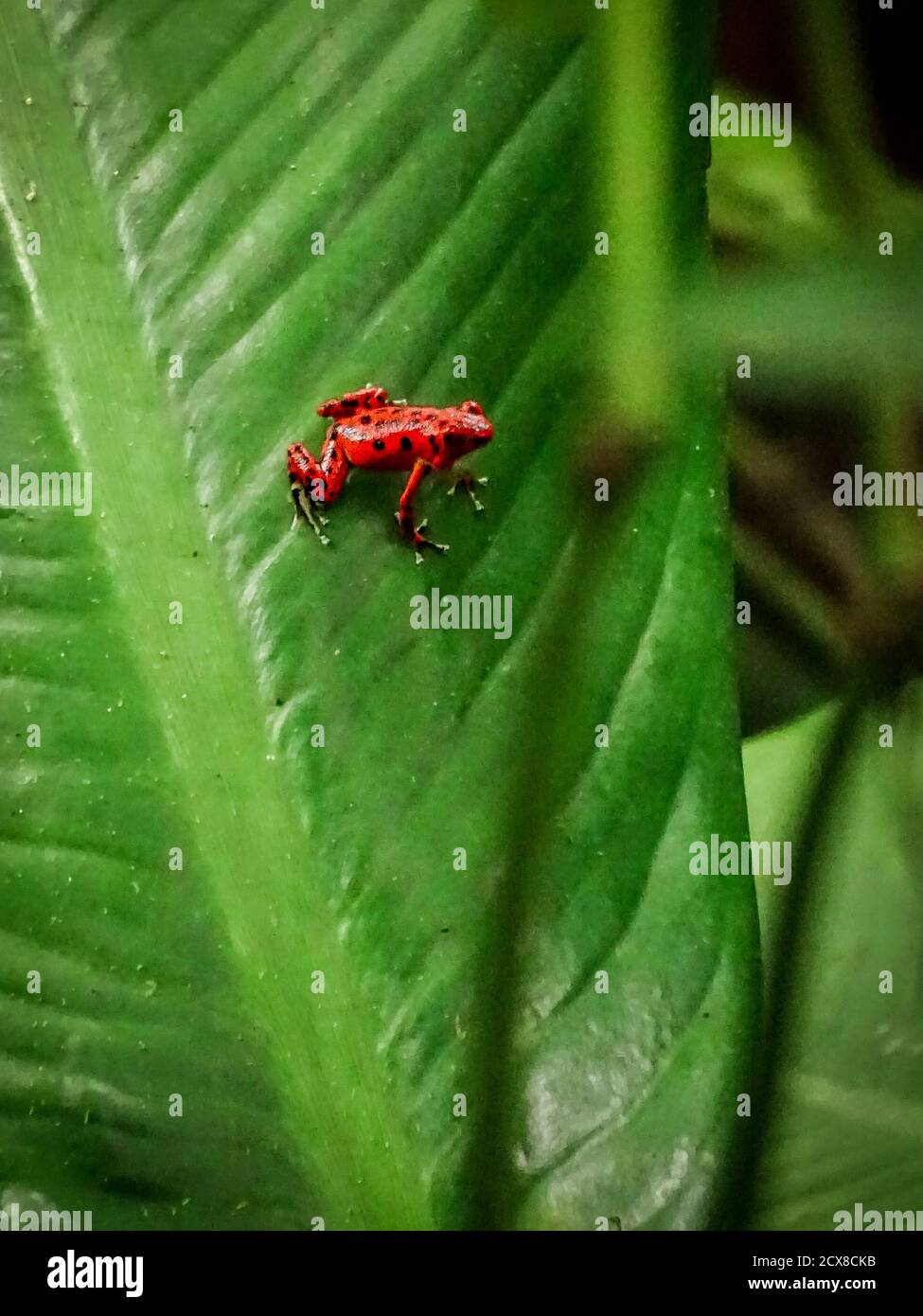 Red strawberry poison-dart frog Stock Photo - Alamy