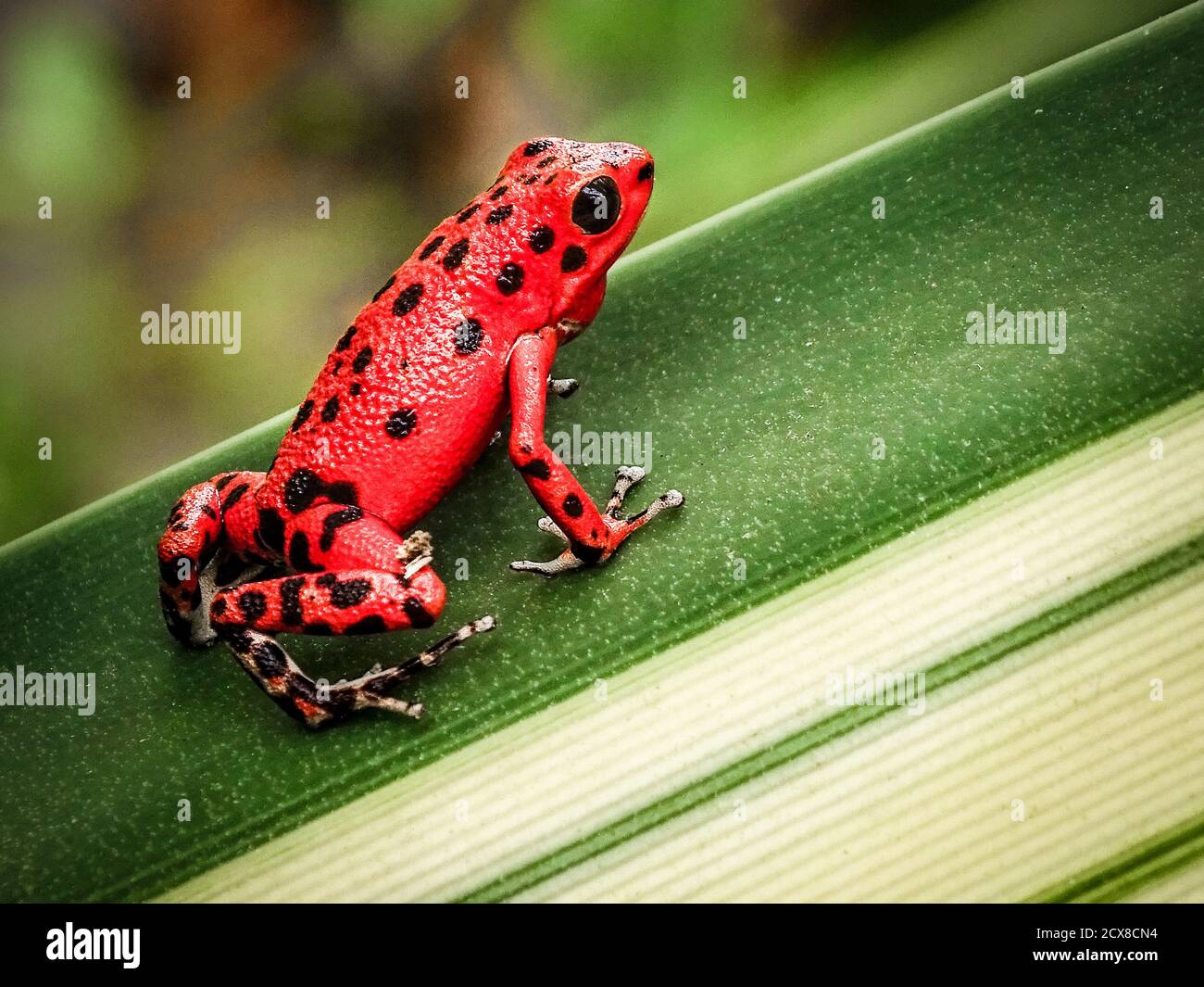 Red strawberry poison-dart frog Stock Photo - Alamy