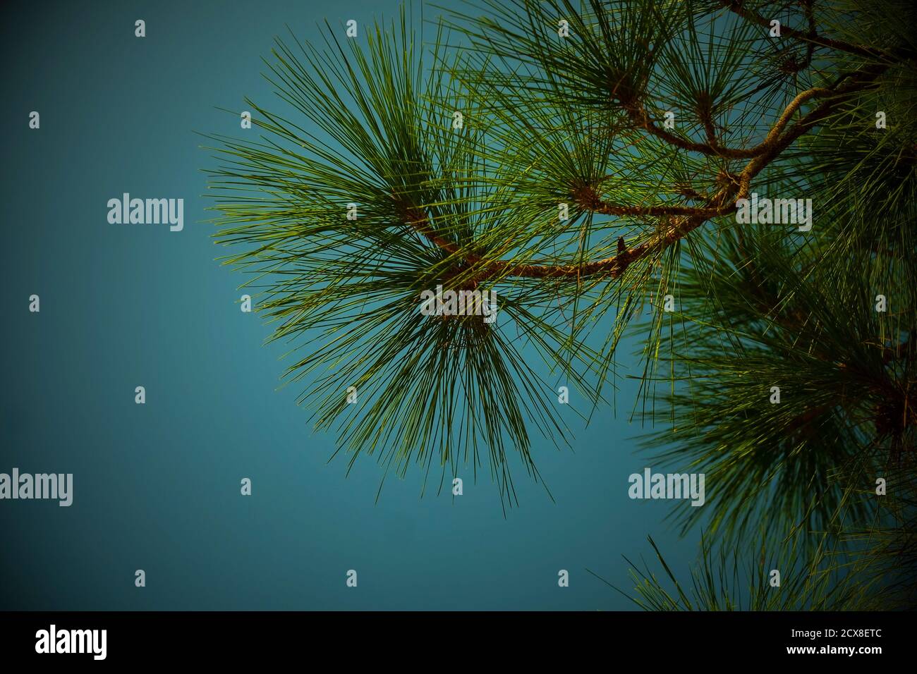 The end tip of an evergreen pine tree branch. The conifer tree has long ...