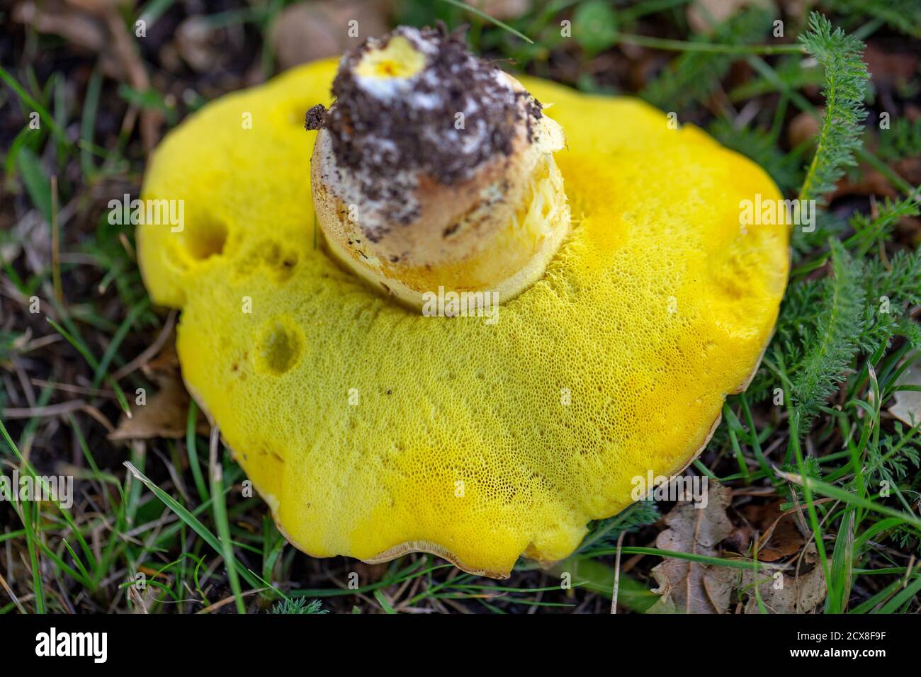 Caloboletus radicans hi-res stock photography and images - Alamy