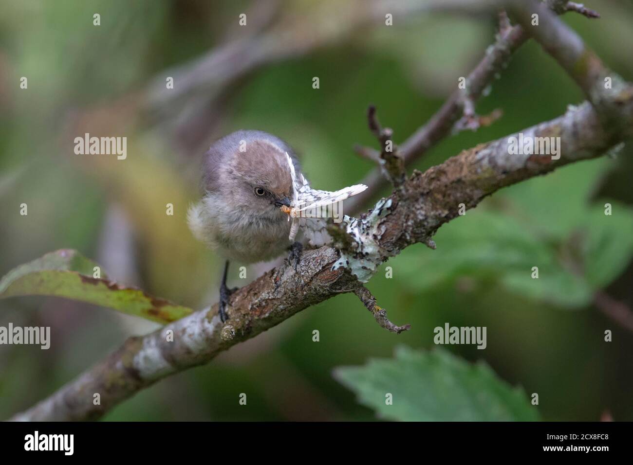 Bird eating moth hi-res stock photography and images - Alamy
