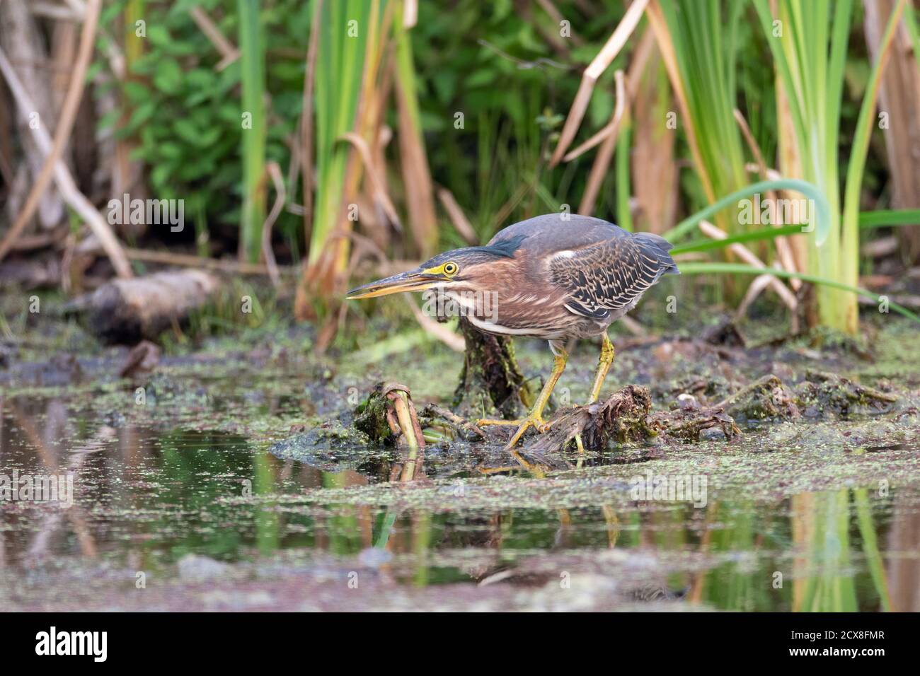 Green heron bird at Richmond BC Canada Stock Photo - Alamy