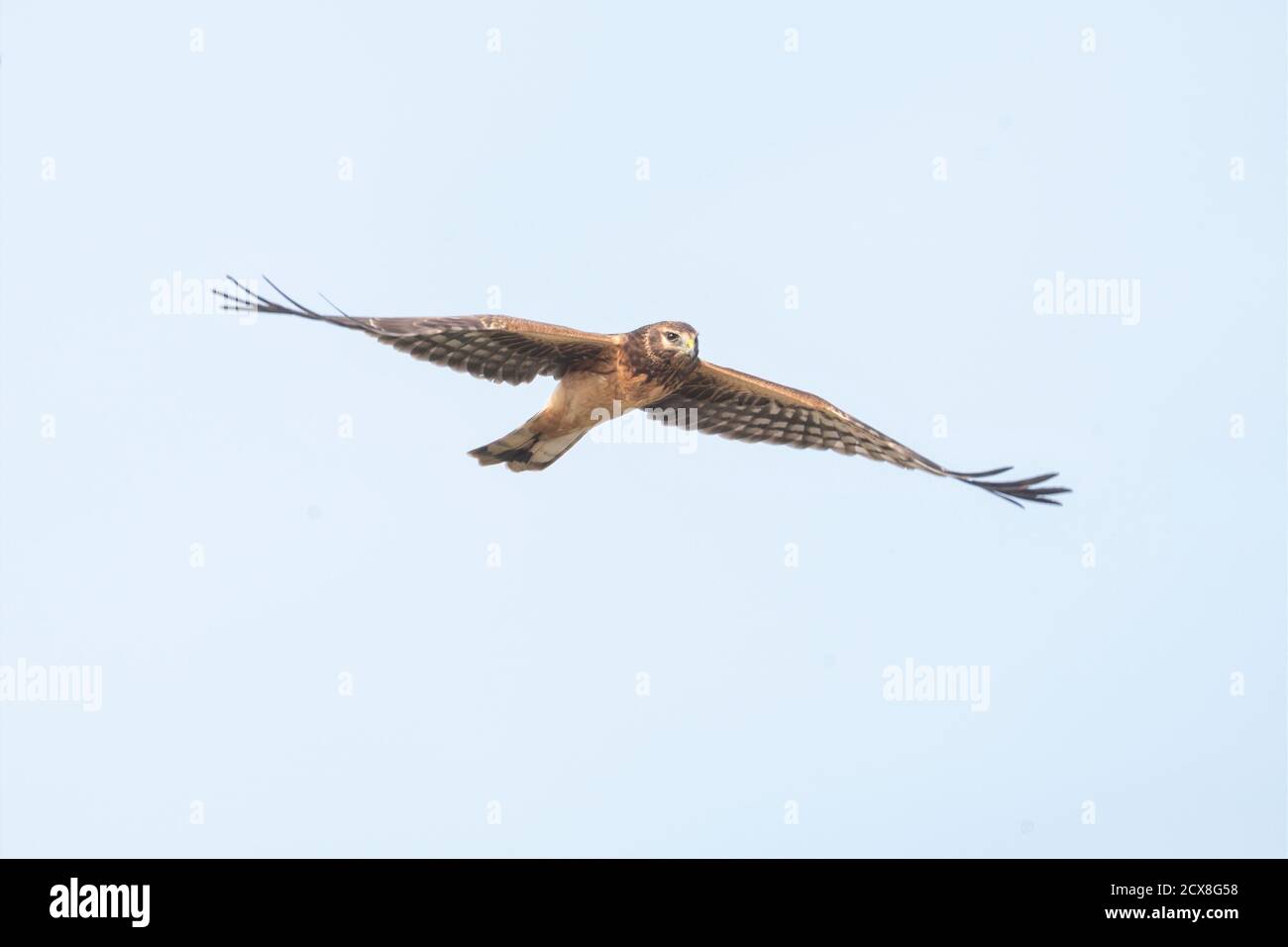 female northern harrier hawk at Richmond BC Canada Stock Photo - Alamy