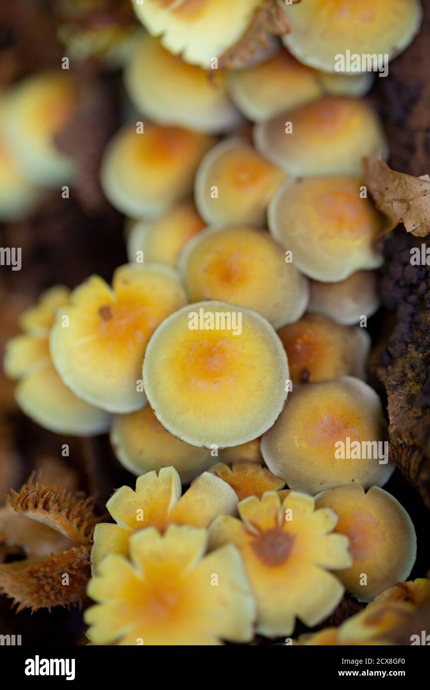 Cluster of Hypholoma fasciculare Stock Photo - Alamy