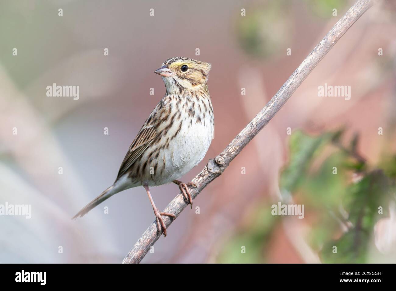 Savannah sparrow bird at Richmond BC Canada Stock Photo - Alamy