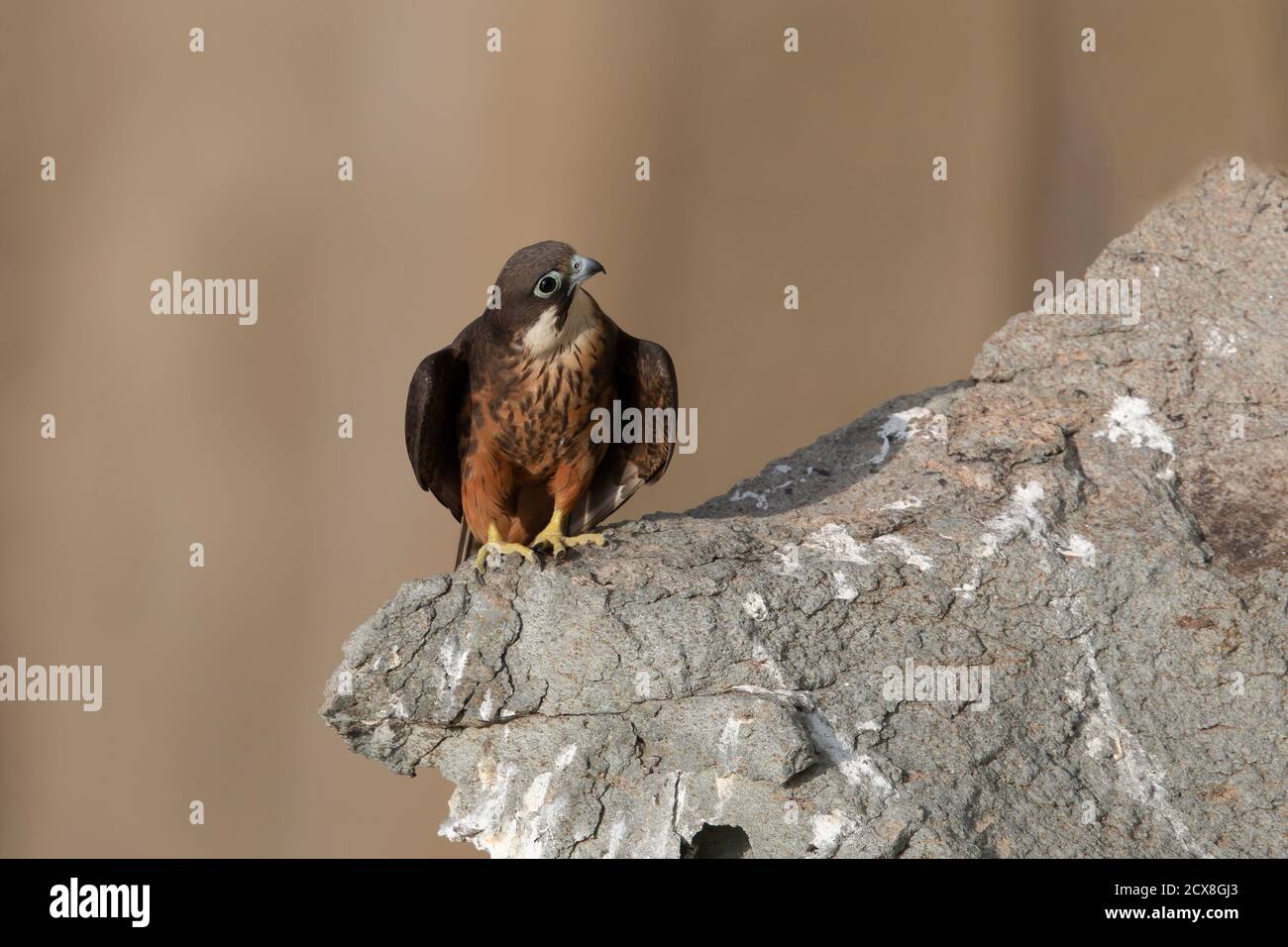 Garigue wildlife hi-res stock photography and images - Alamy