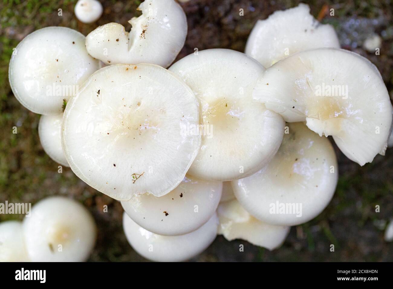 Mucidula mucida hi-res stock photography and images - Alamy