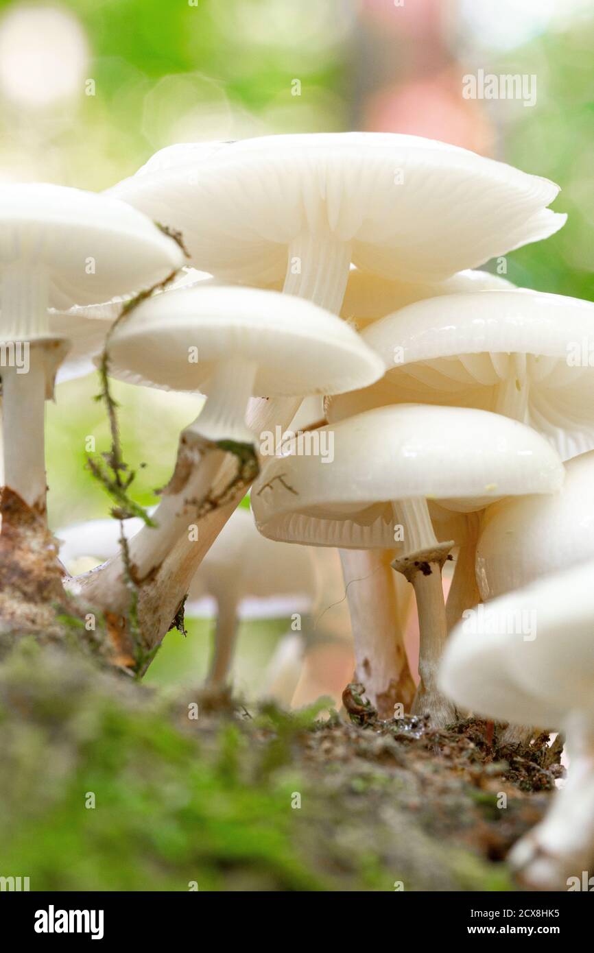 Mucidula mucida hi-res stock photography and images - Alamy