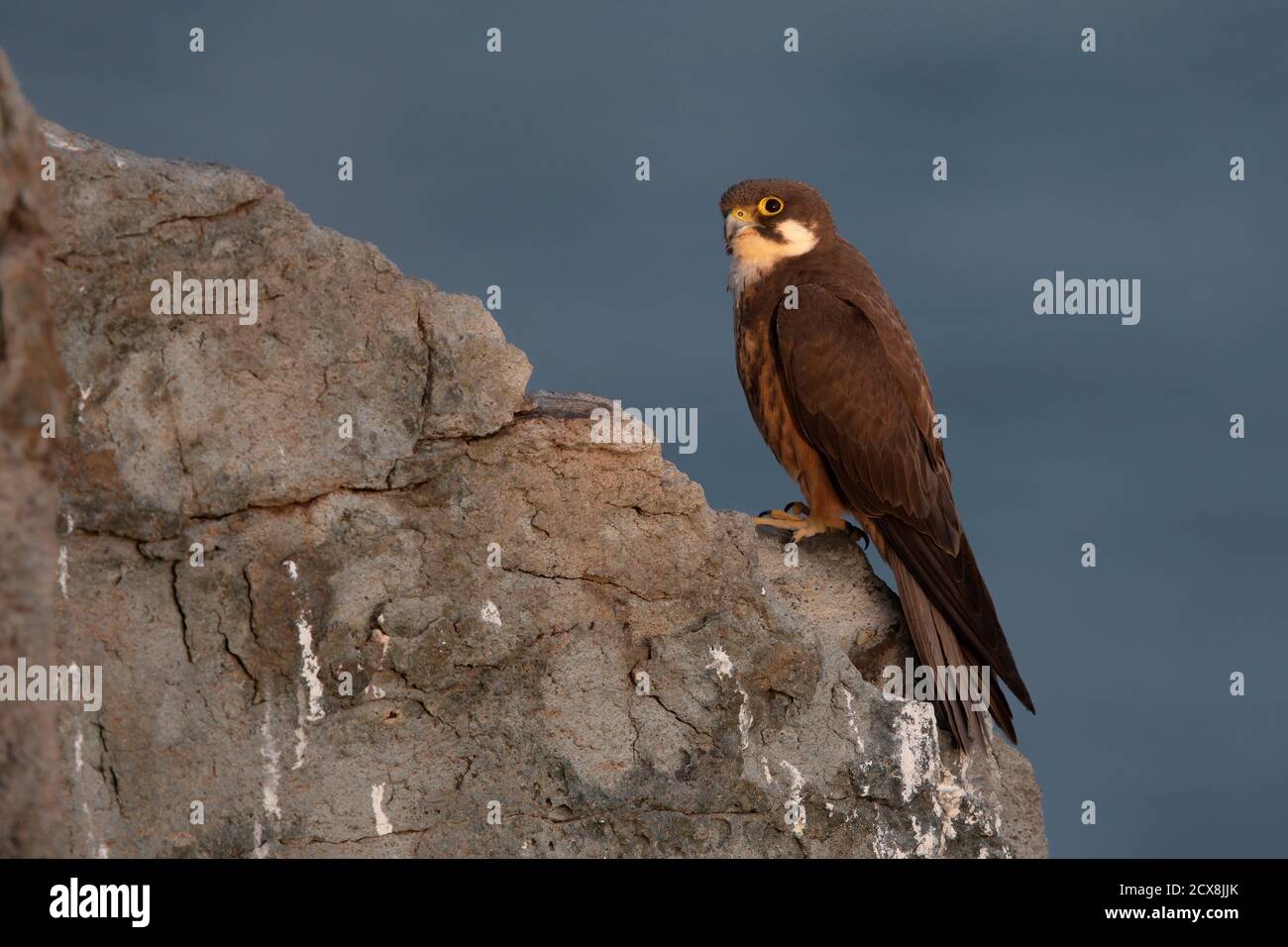 Falcon of italy hi-res stock photography and images - Alamy