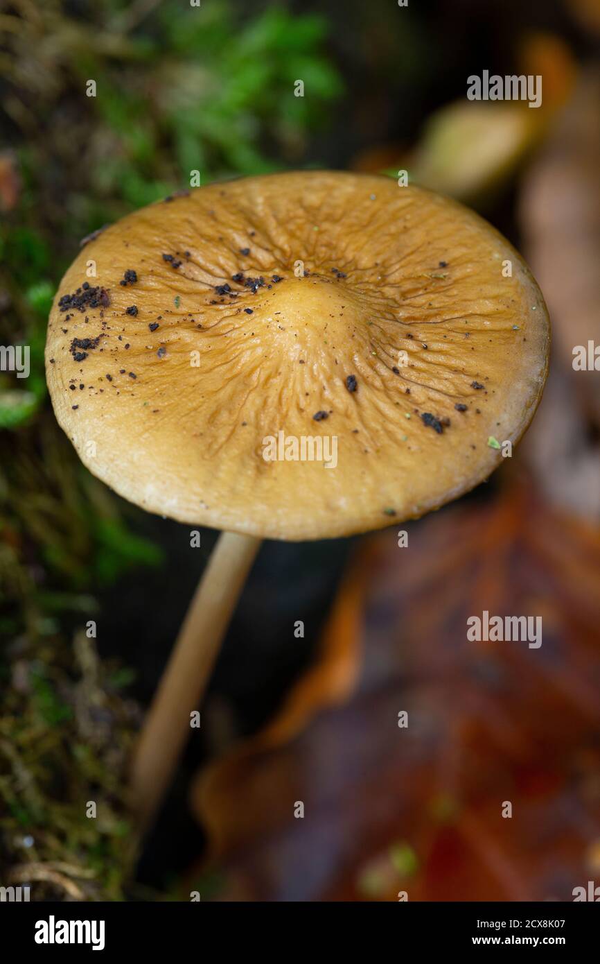 Deep root mushroom hymenopellis radicata hi-res stock photography and ...