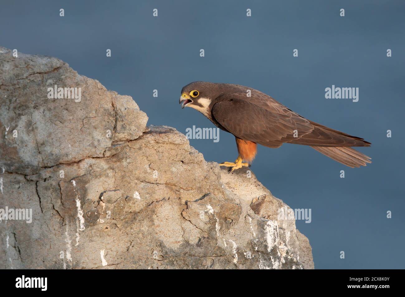 Falcon of italy hi-res stock photography and images - Alamy