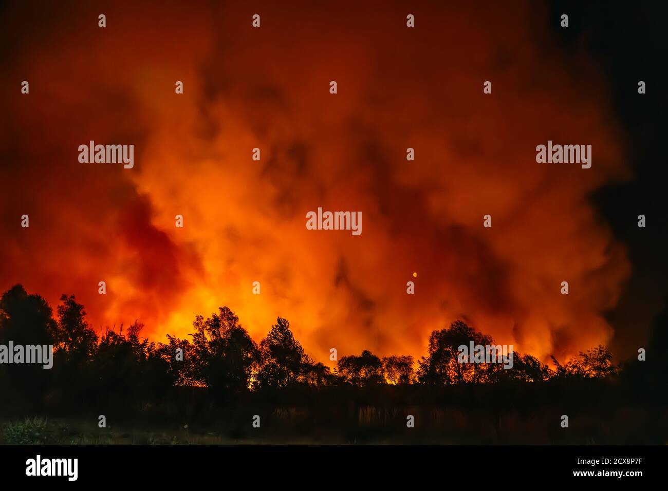 Forest fire at night. Wall of fire and smoke, dry season, climate ...