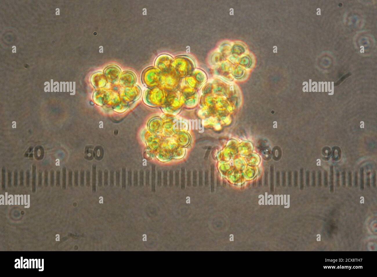 Algae colonies hi-res stock photography and images - Alamy