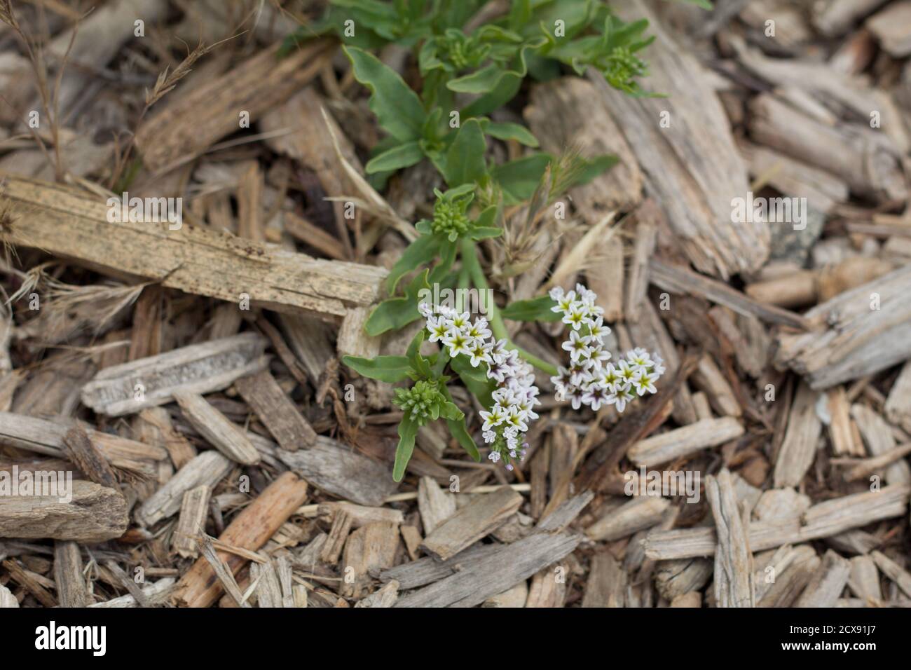 White bloom, Salt Heliotrope, Heliotropium Curassavicum, Boraginaceae ...
