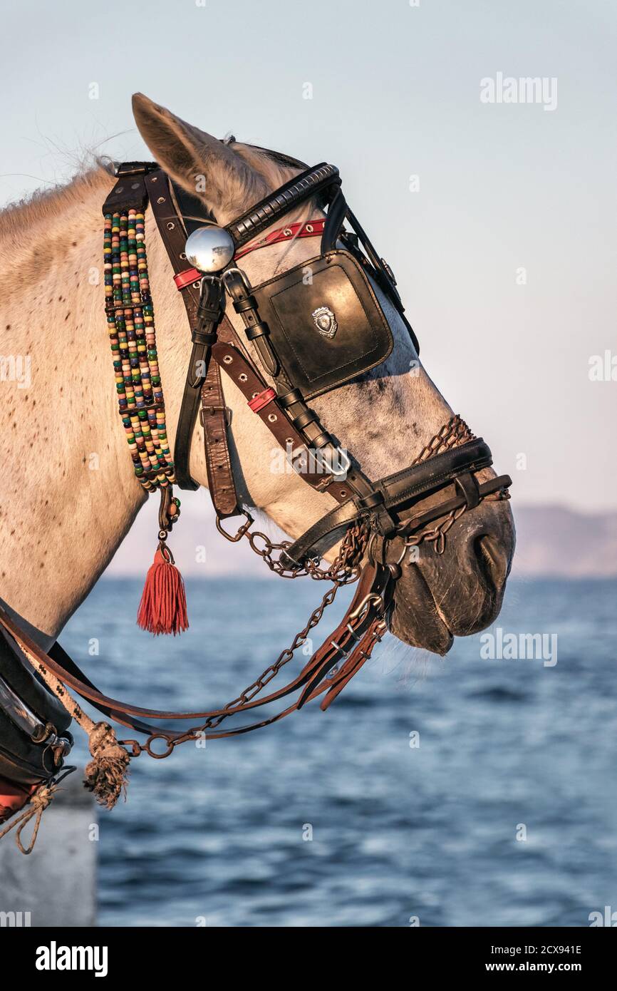 Greece horse drawn carriage spetses hi-res stock photography and images ...