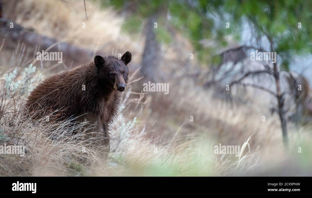 Yellowstone park bears hi-res stock photography and images - Alamy