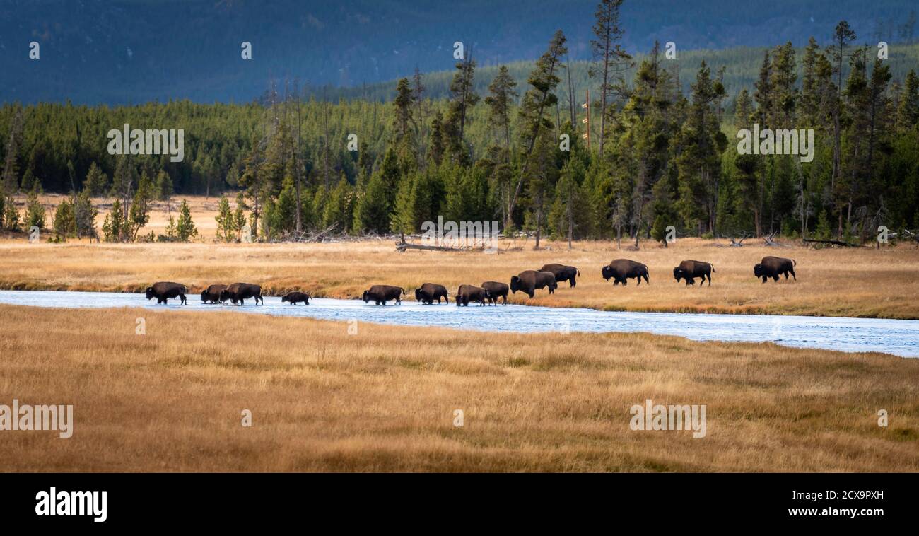Buffalo crossing yellowstone hi-res stock photography and images - Alamy