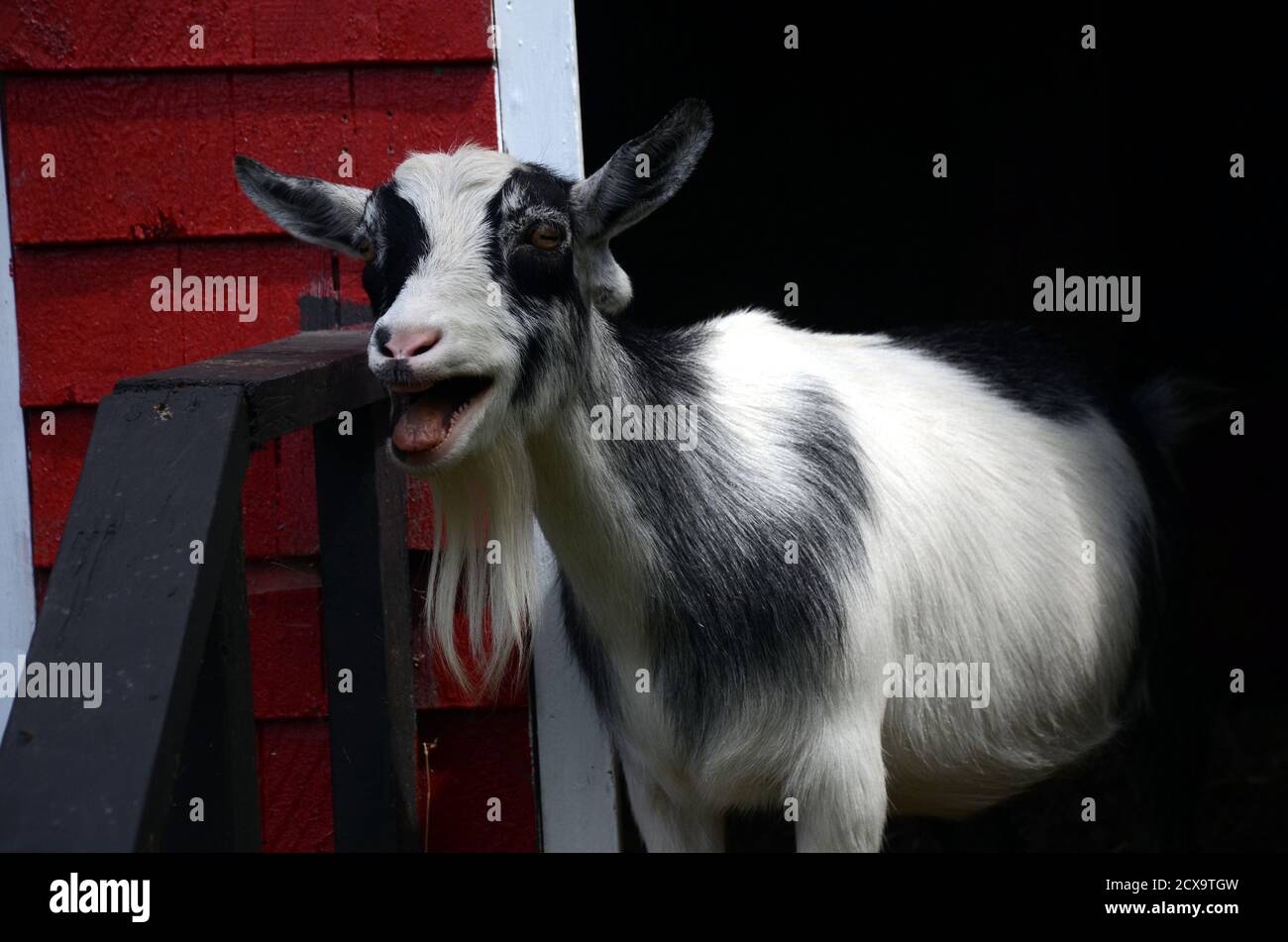 Goat, Kingsbrae Gardens, St Andrews Stock Photo - Alamy