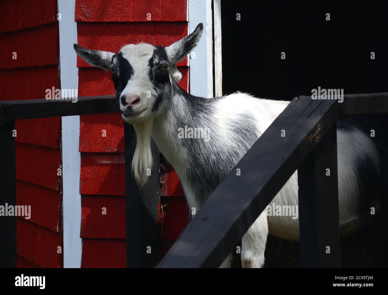 Goat, Kingsbrae Gardens, St Andrews Stock Photo - Alamy