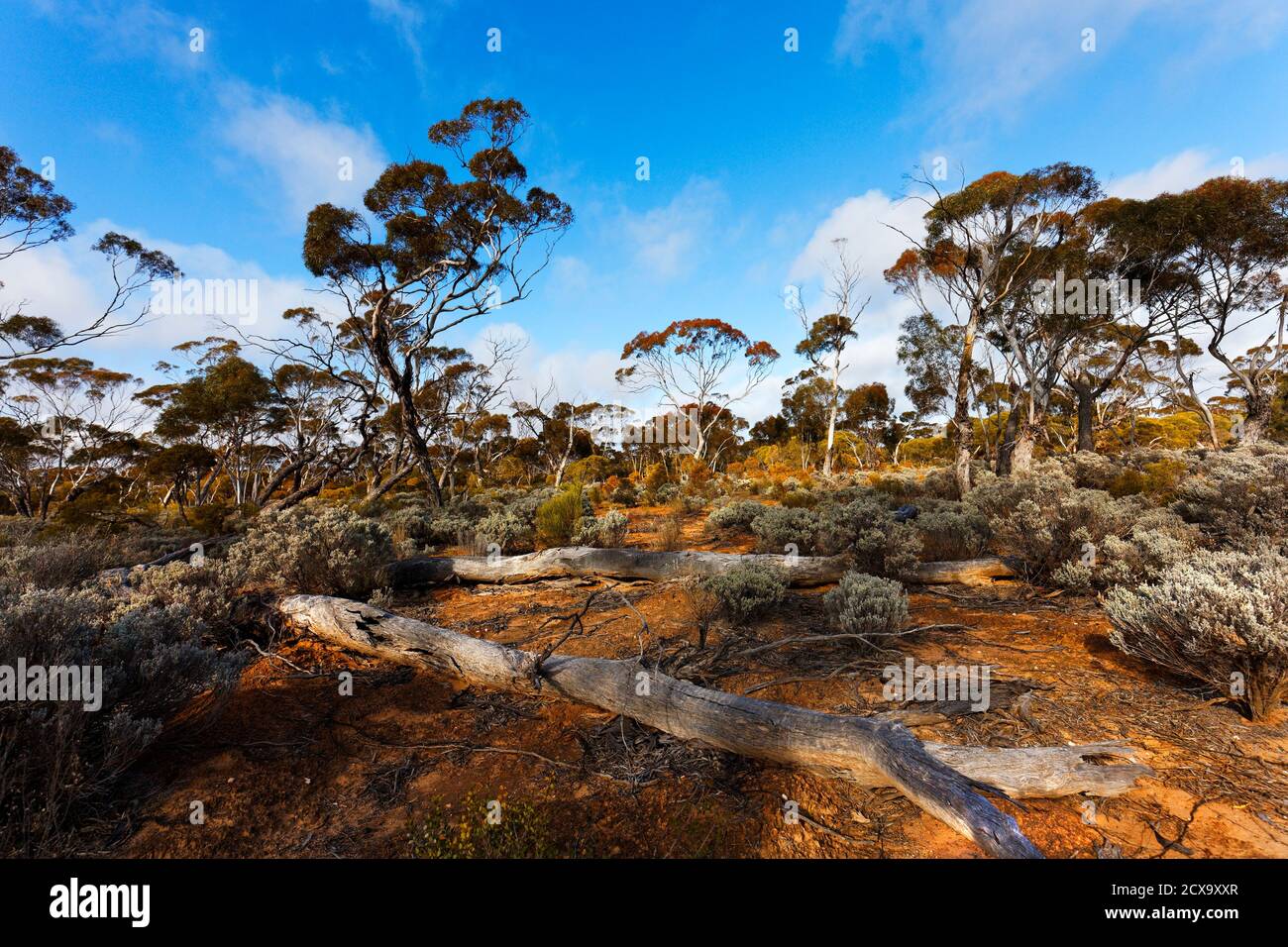 Australian Outback Bush