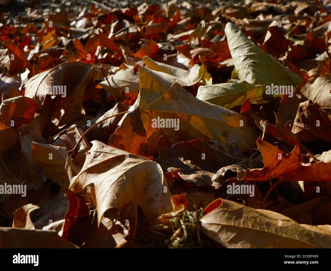 Colorful fall leaves on the ground hi-res stock photography and images ...