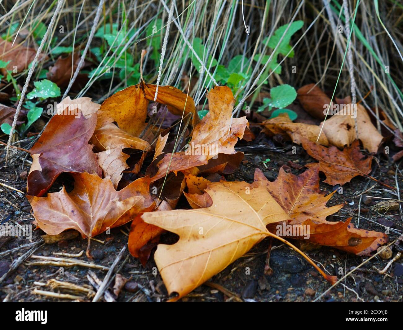 Colorful fall leaves on the ground hi-res stock photography and images ...