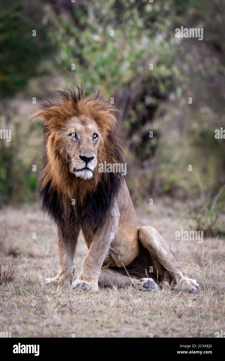Female Lions With Manes