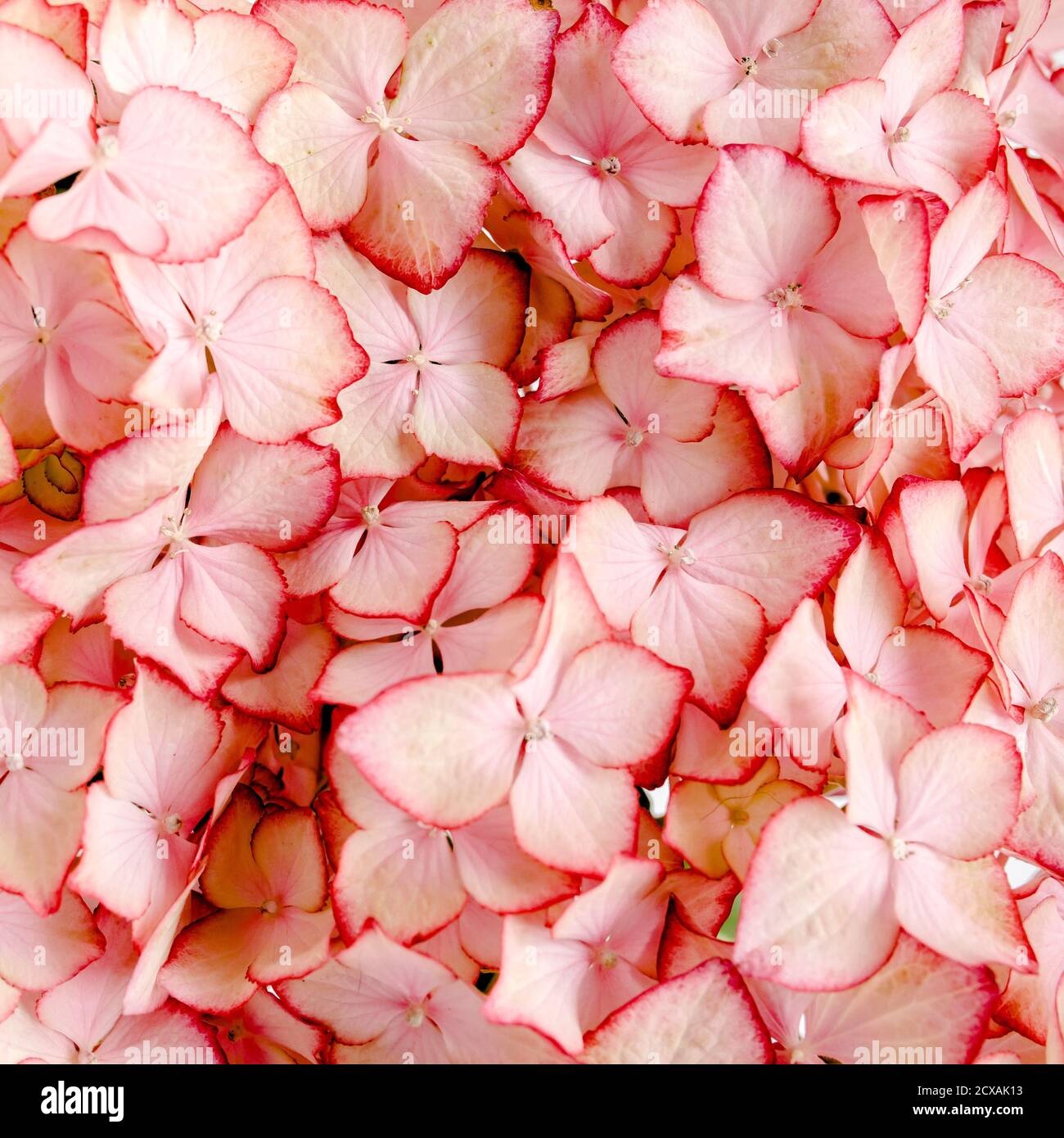 hydrangea flower on the white background. Flat lay, top view Stock ...