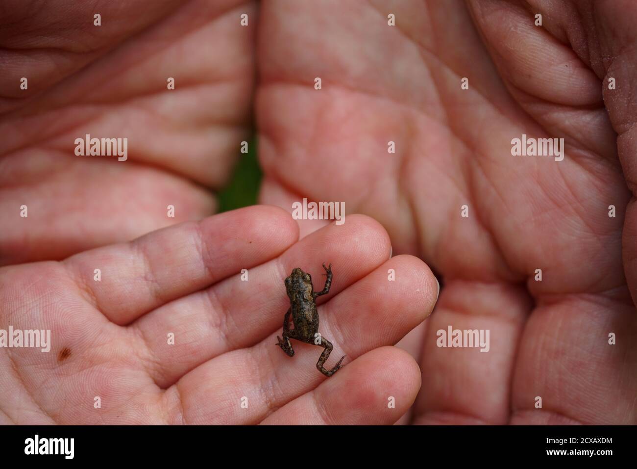 Tiny frog crawling on child's fingers, parent's hands underneath Stock ...