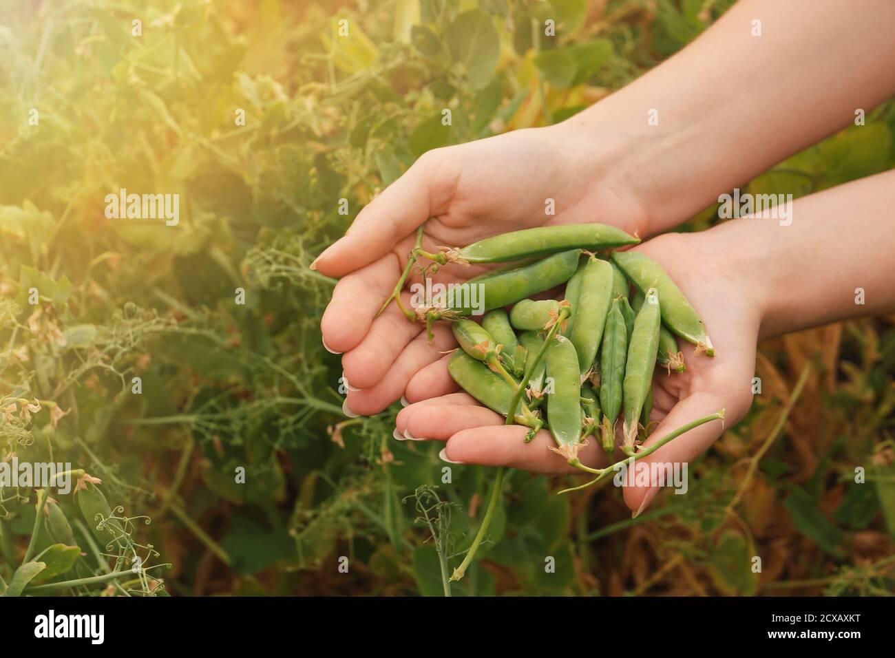 Farmer holding peas hi-res stock photography and images - Alamy