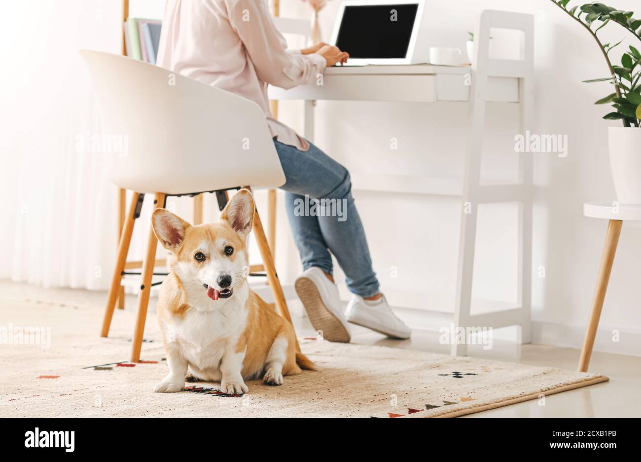 Woman with cute corgi dog working at home Stock Photo - Alamy