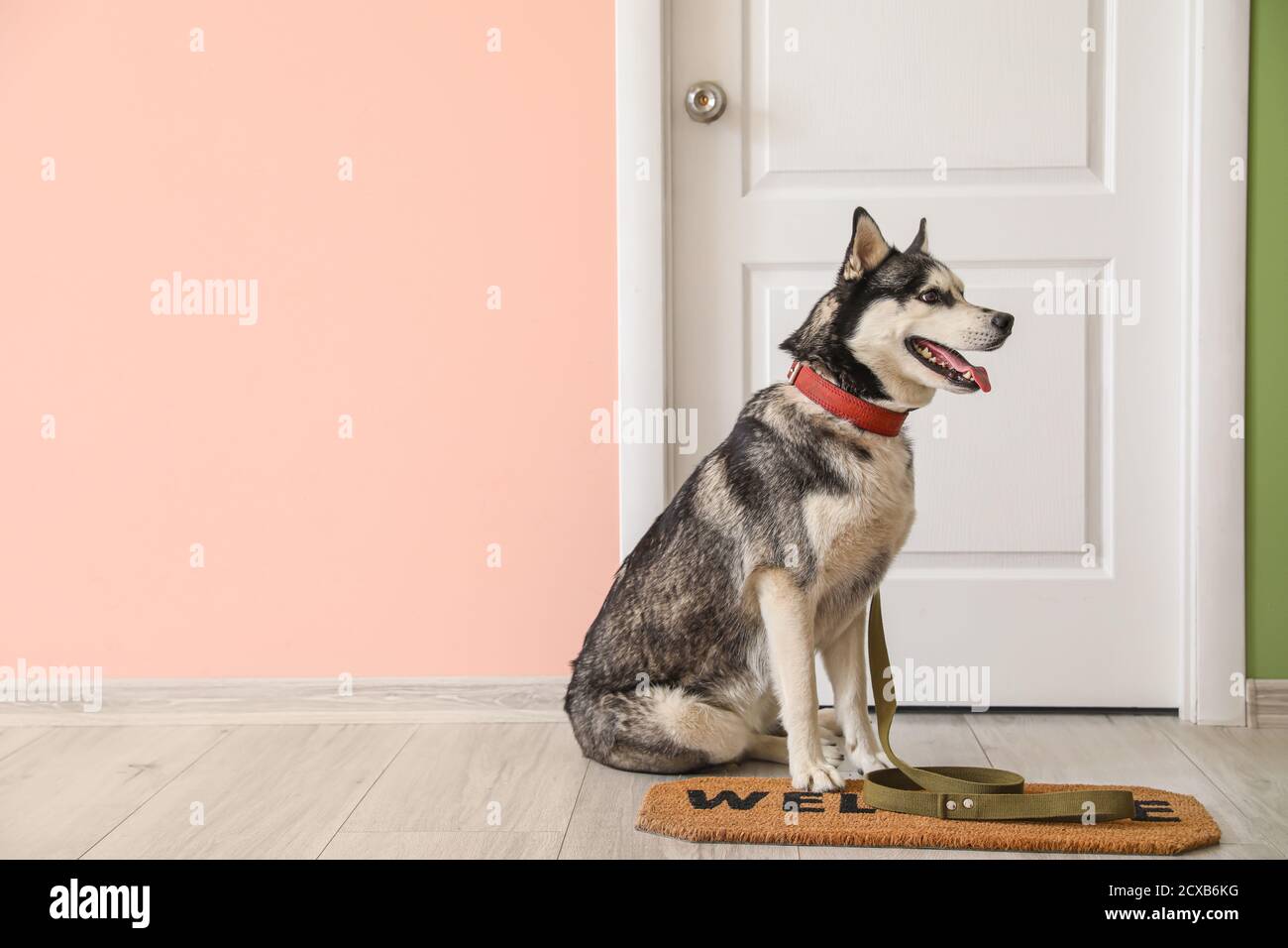 Cute Husky dog near door in hallway Stock Photo - Alamy