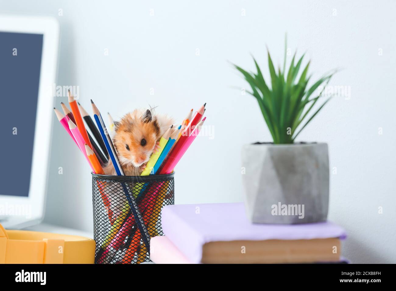 Curious funny hamster on hi-res stock photography and images - Alamy