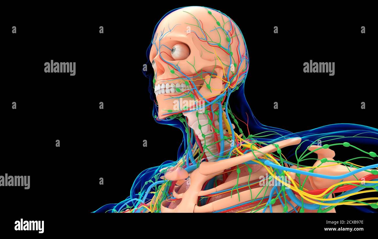 Human Skeleton Anatomy With Circulatory System and Lungs For medical ...