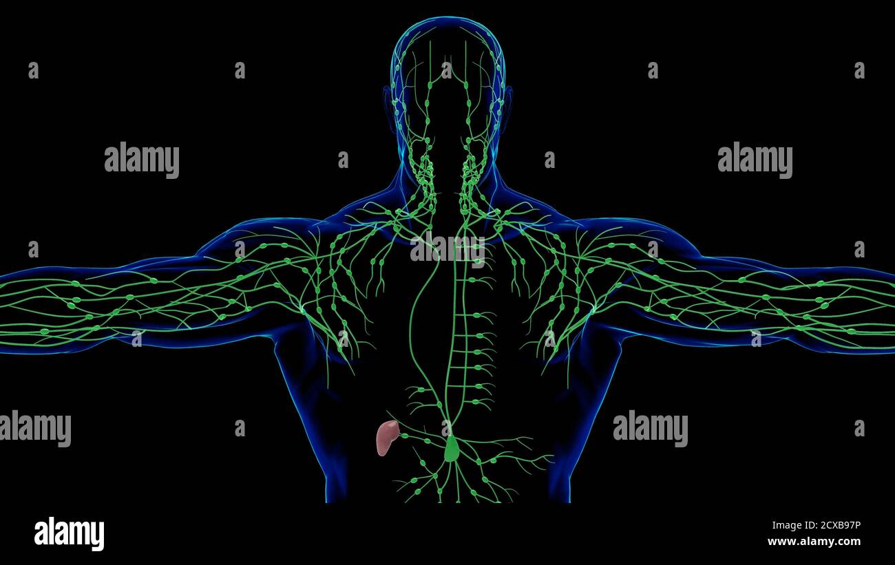 Human Lymph Nodes Anatomy For medical concept 3D Illustration Stock ...