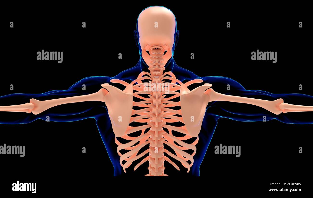 Human Skeleton Anatomy Back View For medical concept 3D Illustration ...