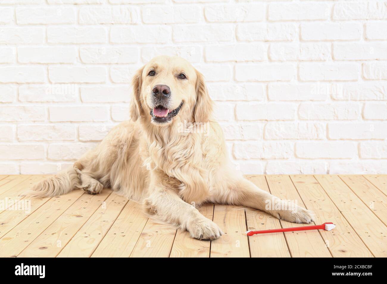 Dog tooth brick hi-res stock photography and images - Alamy
