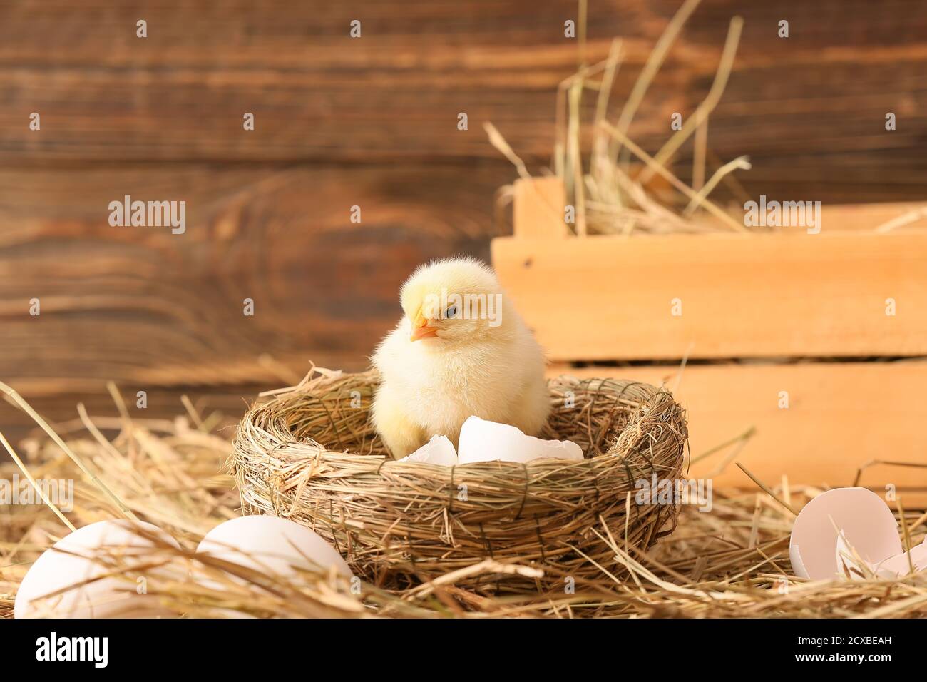 Cute little chick in nest on the farm Stock Photo - Alamy