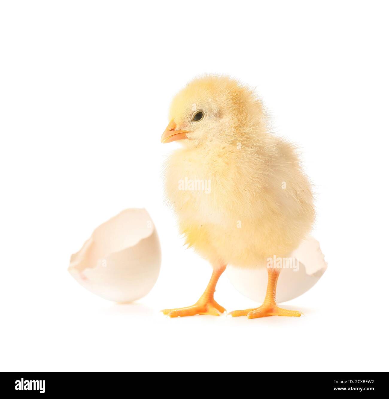Cute hatched chick on white background Stock Photo - Alamy