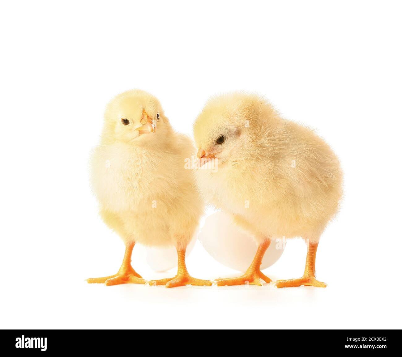 Cute hatched chicks on white background Stock Photo - Alamy
