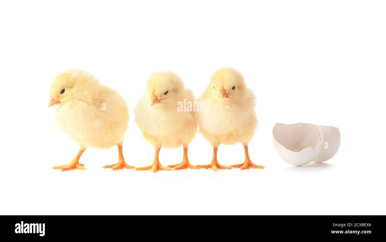 Cute hatched chicks on white background Stock Photo - Alamy
