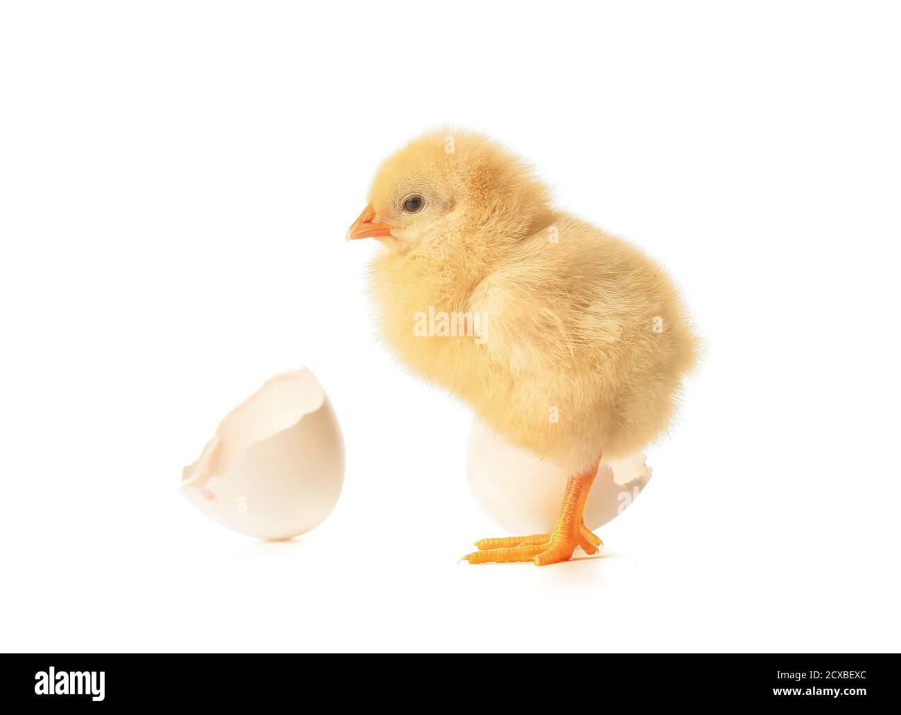 Cute hatched chick on white background Stock Photo - Alamy